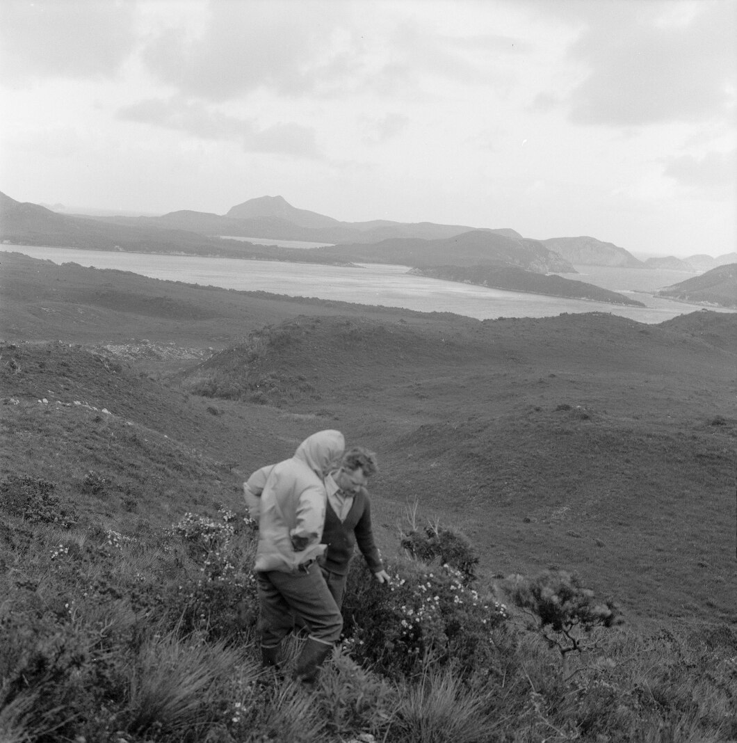 Ancient clonal tree, King's lomatia, excites scientists in Tasmania's ...