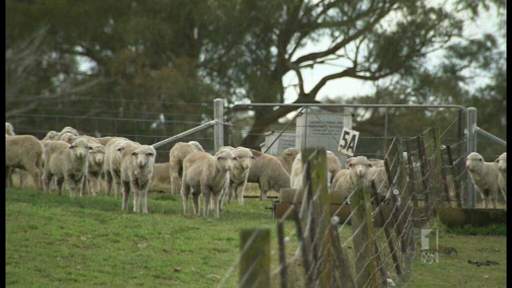 Sheep Genetics - ABC News