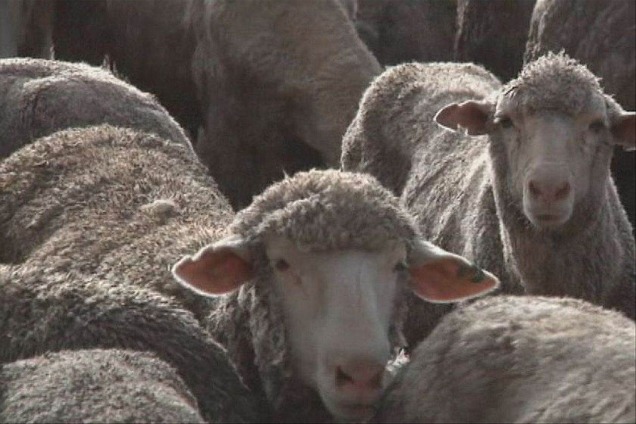 Producers fear ABC Four Corners investigation into sheep export ...
