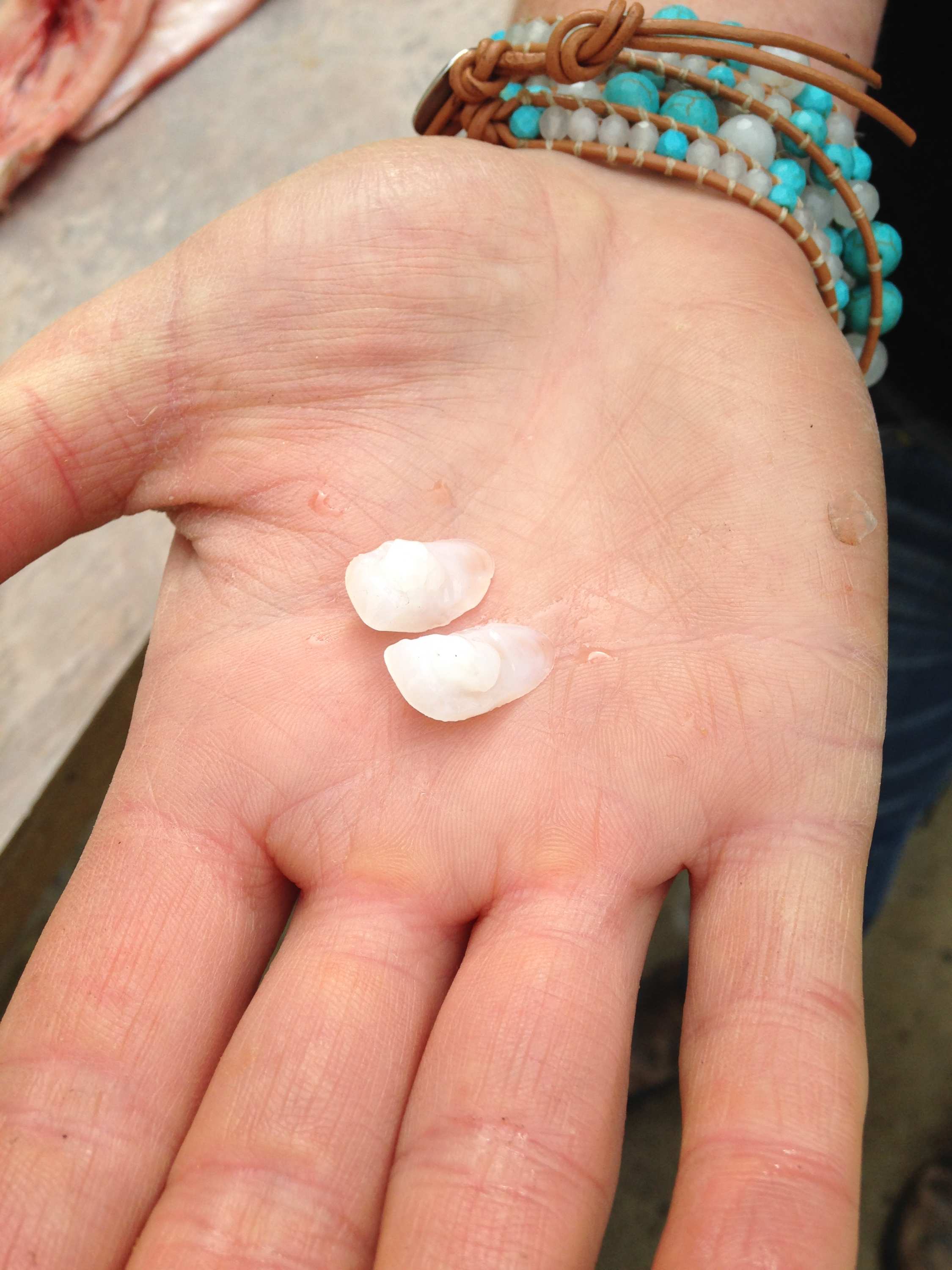 The elusive Mulloway: too crafty for anglers or simply not around ...