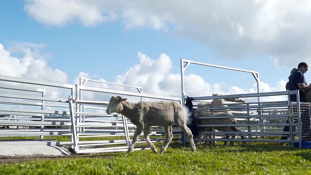 Rear Guard Action: A freezing alternative to mulesing - ABC News