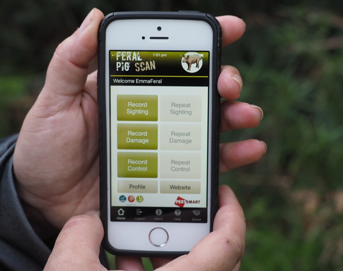 The battle to keep feral pigs from taking over Victoria's Otway Ranges ...