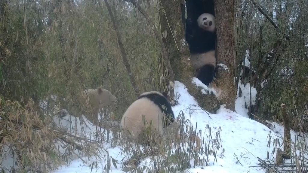 Rare all white panda filmed in natural habitat - ABC News