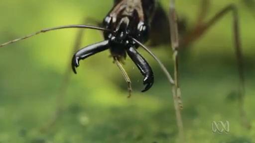 Nature of Australia: Ants and the ecosystem - ABC Education