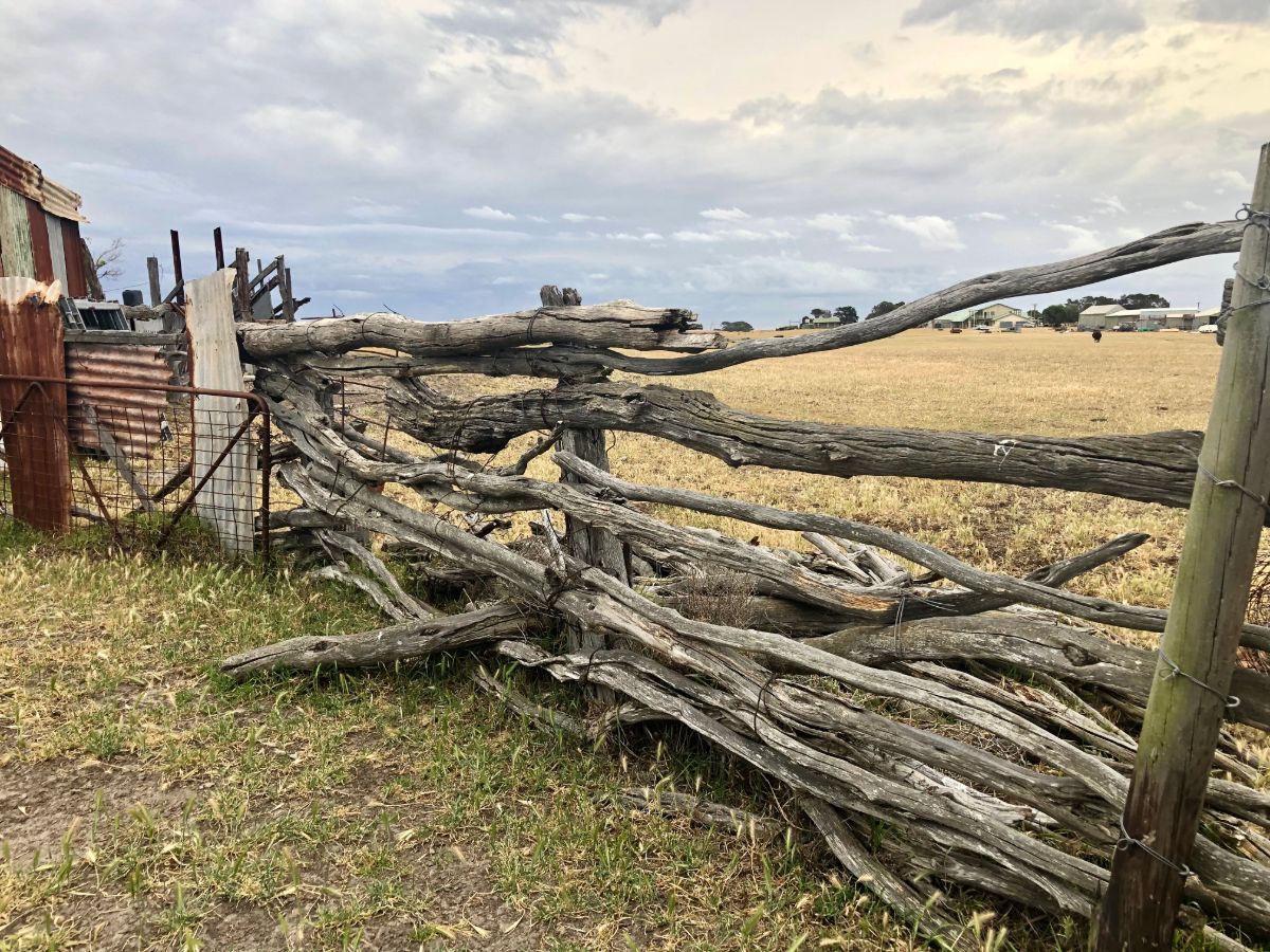 How do you run cattle and sheep in a swamp? This farm has done it for ...