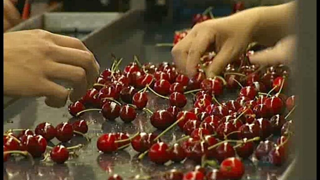 Cherry crops damaged by heavy rain - ABC News