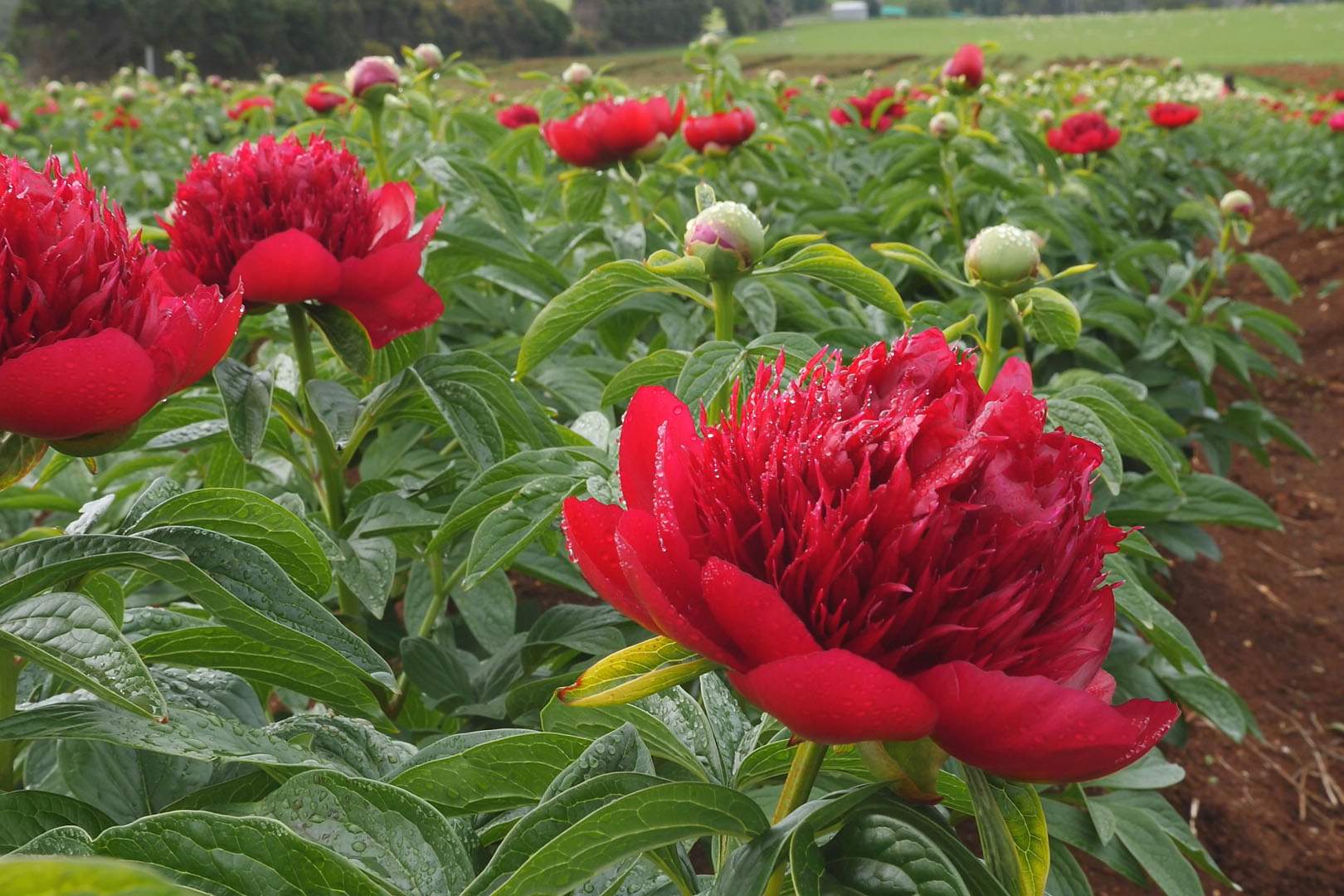 Flower growing idyll for north west farming family - ABC News