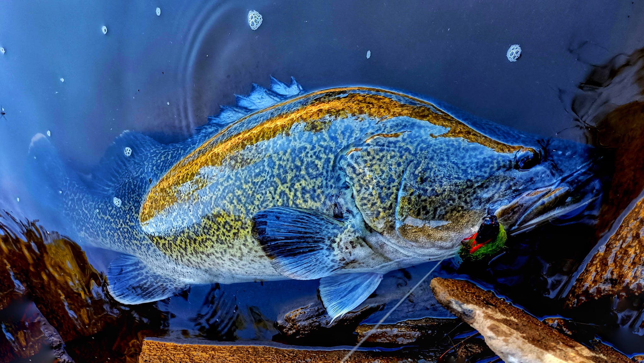 The Big Fish - ABC listen