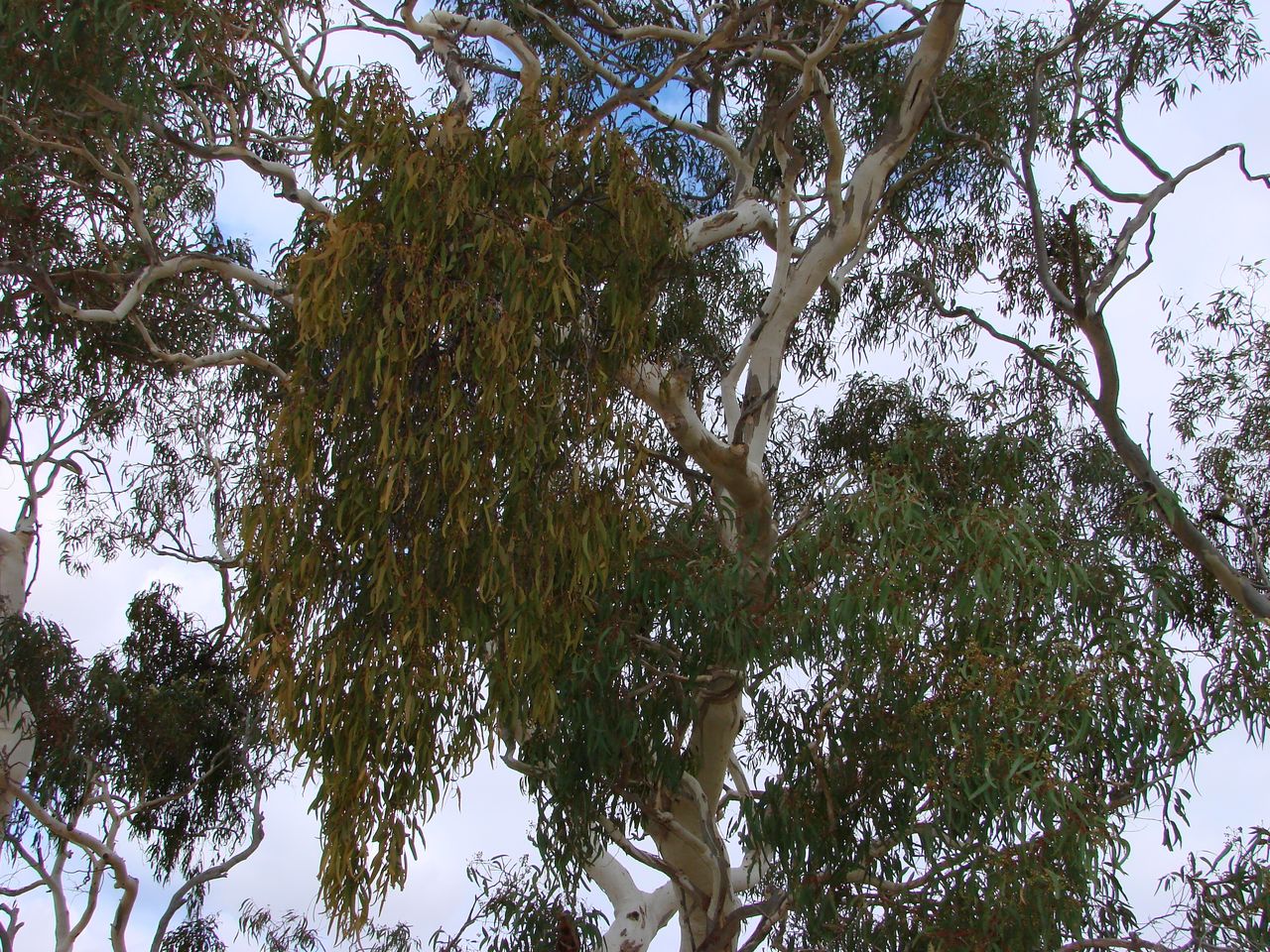 Mistletoe invades south-east gums - ABC News