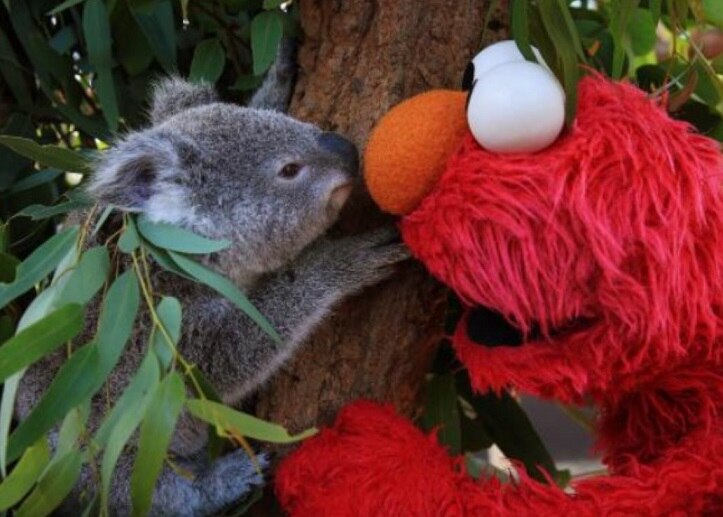 Wendy speaks to Elmo!! - ABC Sydney
