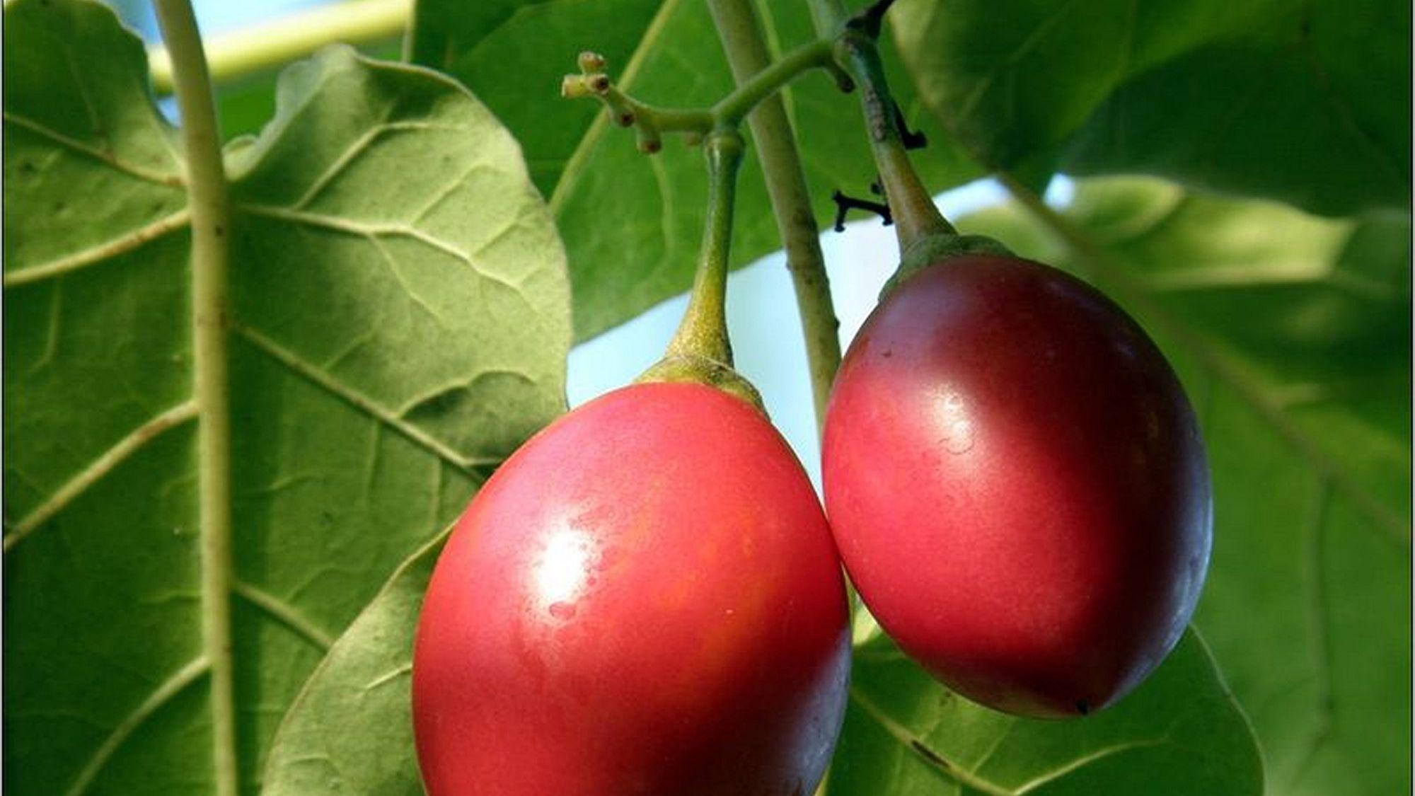 Gingerbread with prune butter, tamarillos and orange butter - ABC Everyday