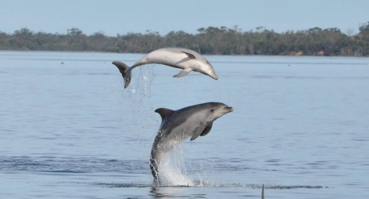 A call for strengthened environmental legislation - ABC listen