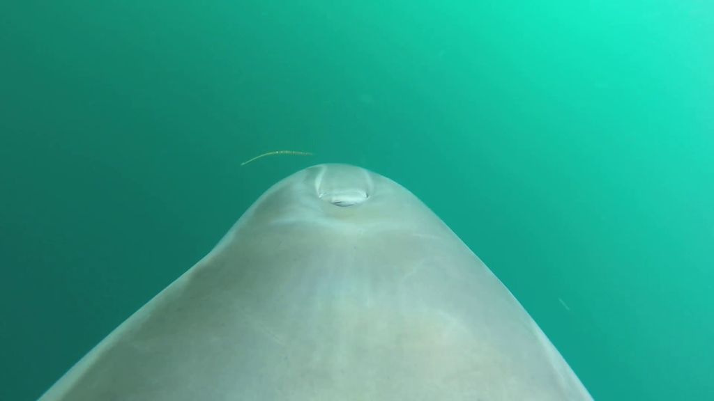 Cameras strapped to dolphins capture surprise sea snake feast - ABC News