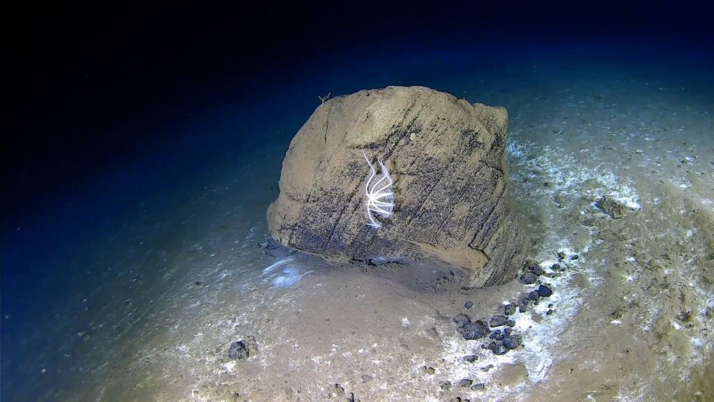 Deep sea scientists find 52 different organisms in 3 hour survey - ABC News