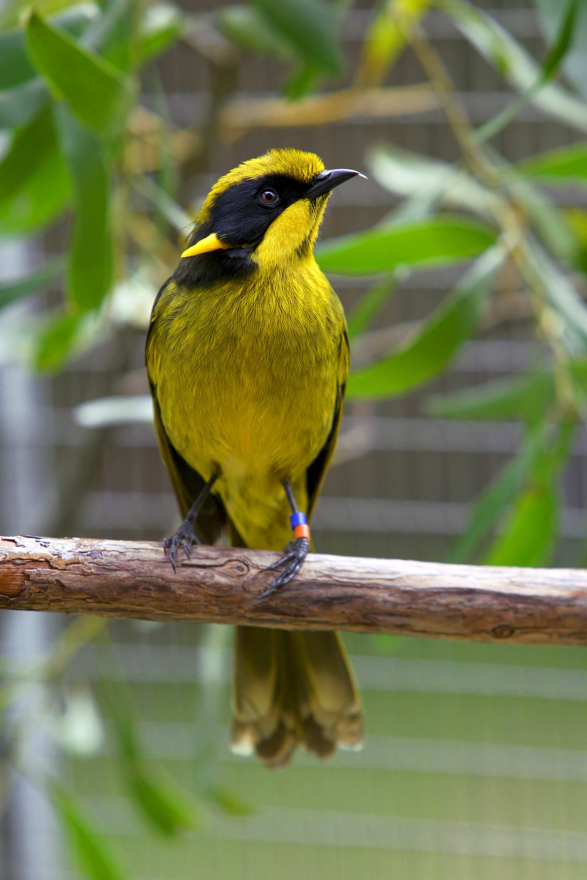 Survival rate of critically endangered bird doubles as Helmeted ...