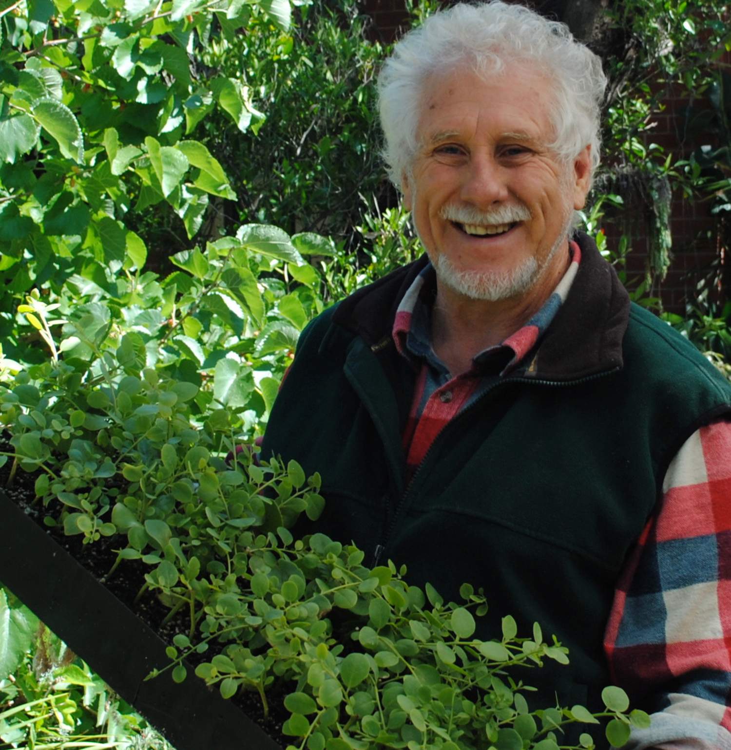 SA great for capers - ABC Adelaide