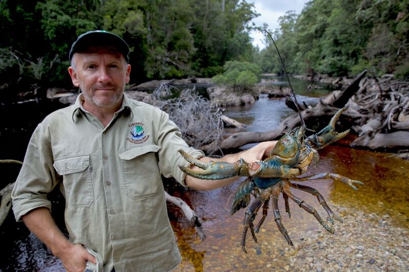 Tasmania's giant freshwater crayfish threatened by logging plan ...