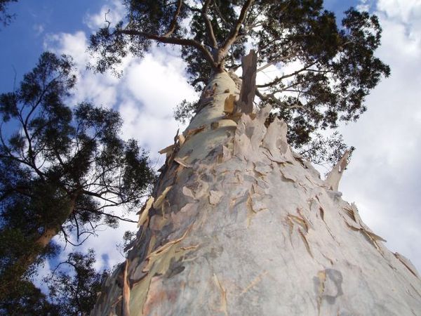 New forestry office opened - ABC News