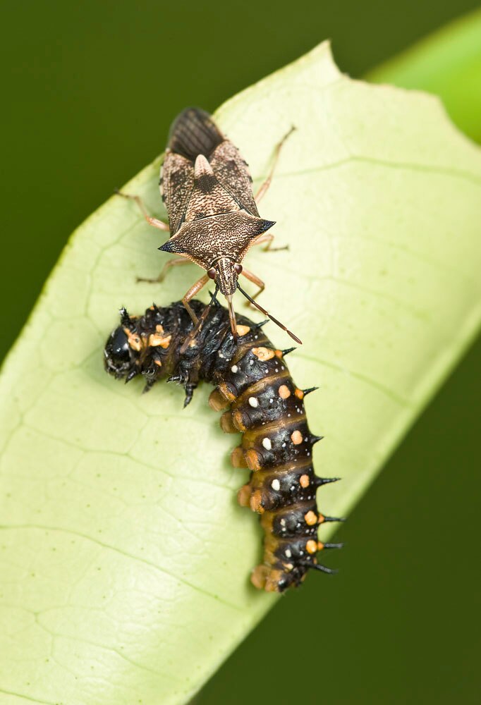 Good vs bad garden bugs - ABC listen