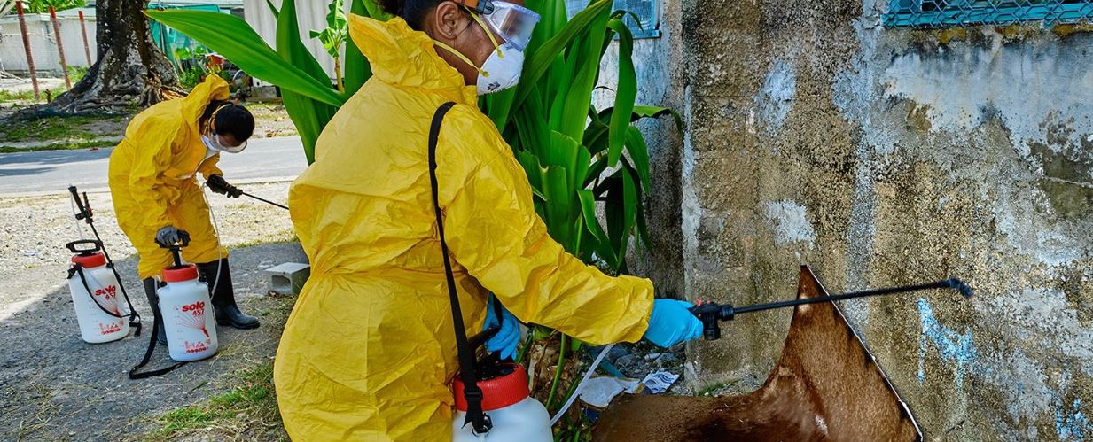 Pacific dengue cases surge, but don't cancel your holiday yet - health ...