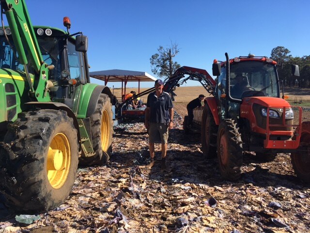Western Australia's first mechanical cabbage harvester put to work ...