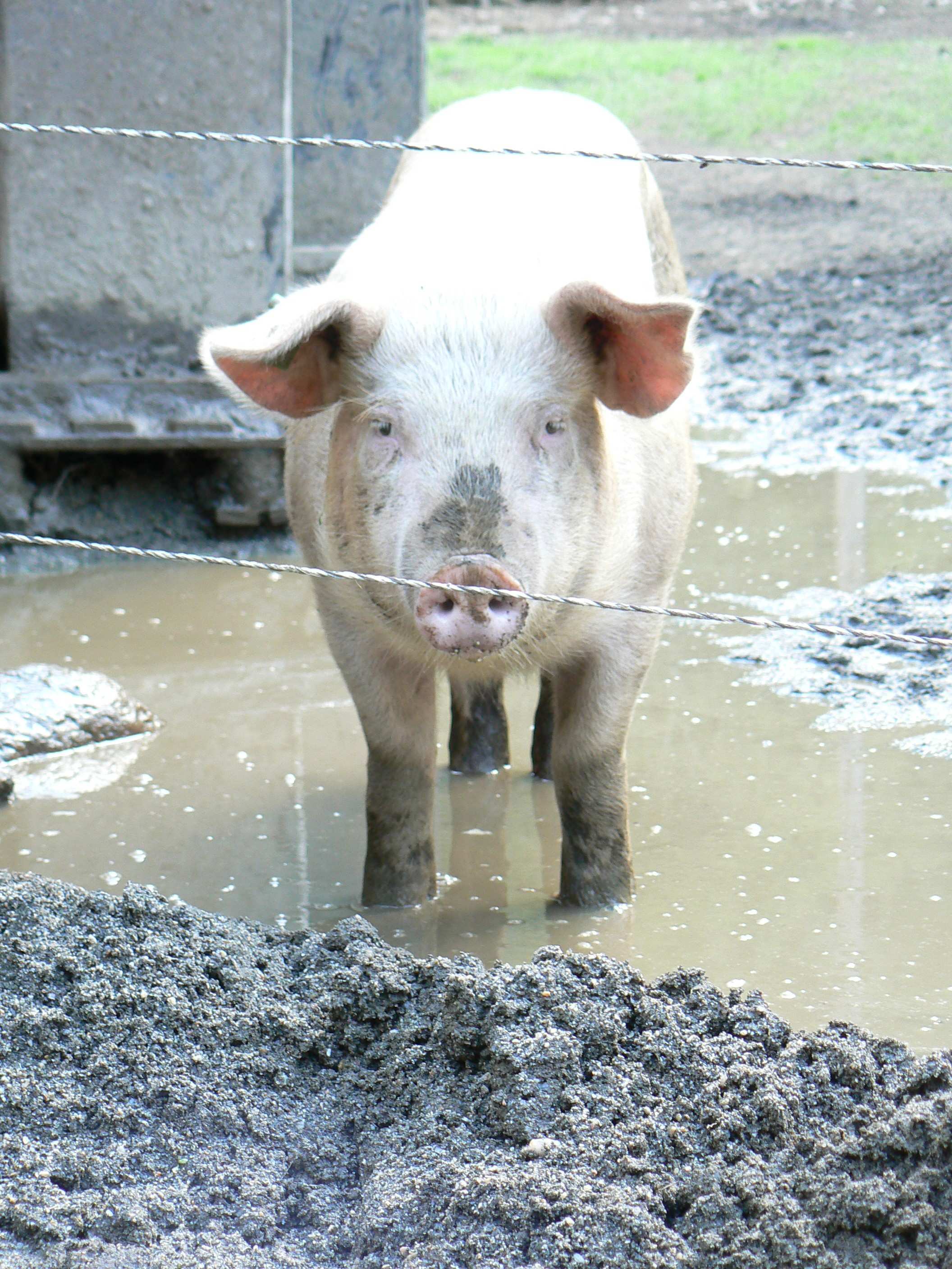 Farmers feeding pig swill increasing the risk of a Foot and Mouth ...