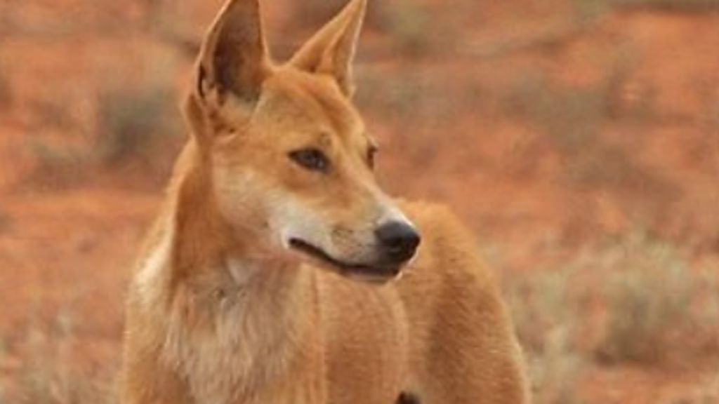 Are dingoes essential to maintain the natural balance of the ...