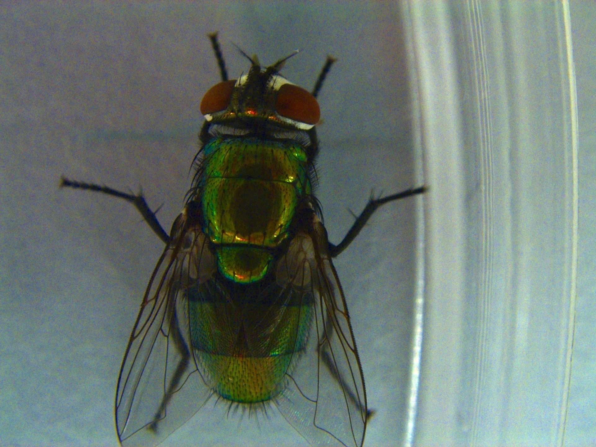 Flystrike vaccine work shows promise to protect stock against $280 ...