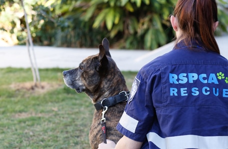 RSPCA Queensland software Shelterbuddy adopted by animal welfare ...