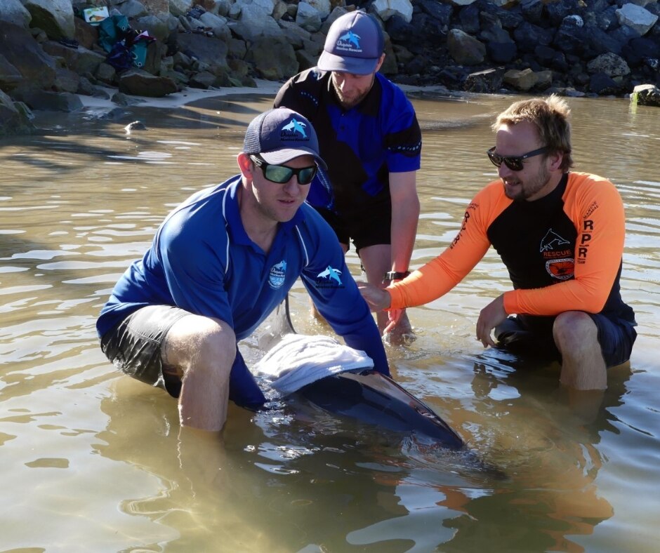 Stranded dolphin rescued from Coffs Harbour Marina by wildlife groups ...