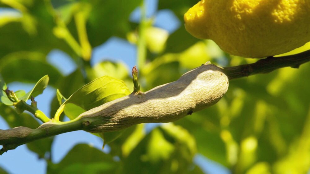 Lemonicious - Gardening Australia
