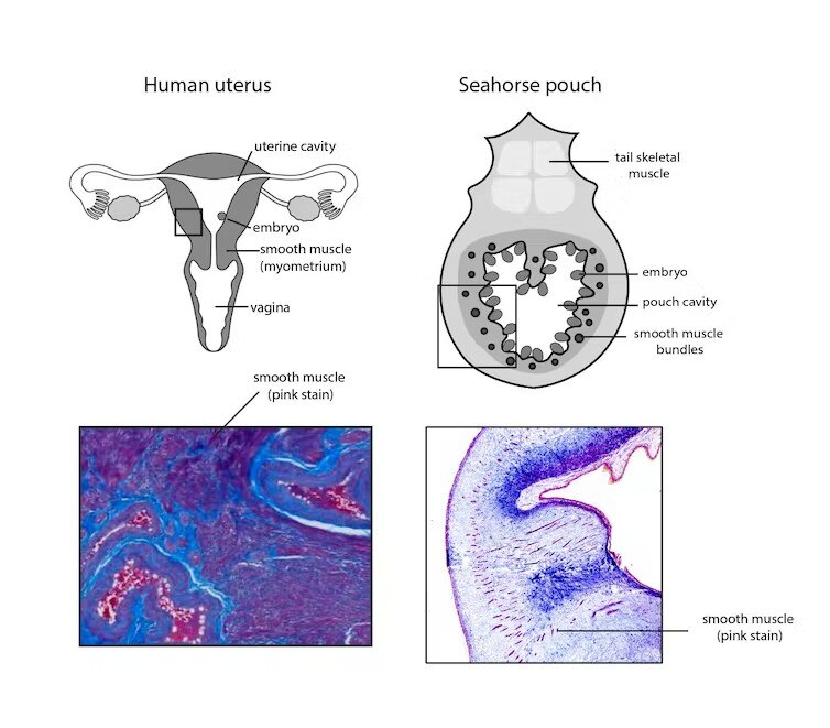 Seahorse fathers give birth in a unique way, new research shows - ABC News