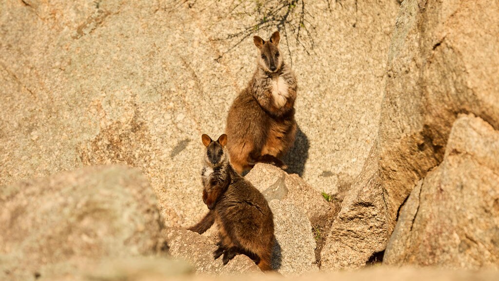 Six critically endangered southern brush-tailed rock-wallabies have ...