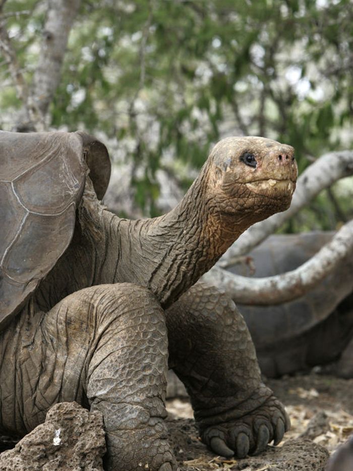Galapagos tortoise Lonesome George dies - ABC News