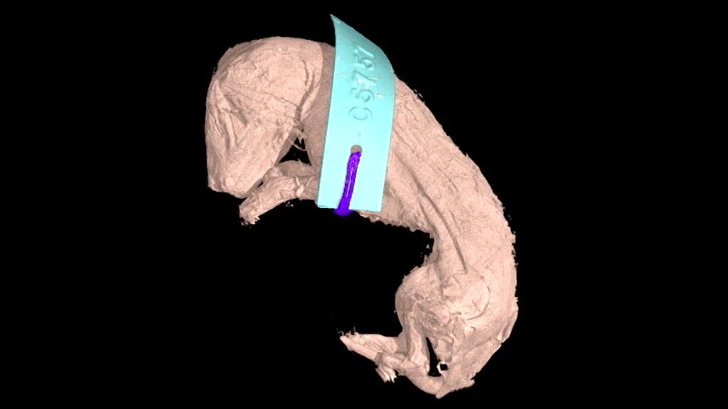 Scientists study Tasmanian Tiger DNA - ABC News