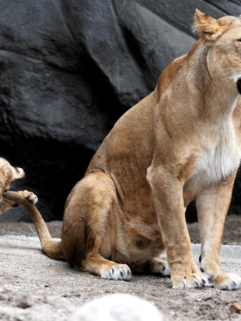 Copenhagen Zoo Kills Lion Cotswold Wildlife Park Celebrates The Birth