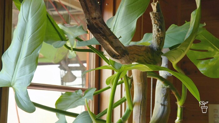 Native Climbers - Gardening Australia