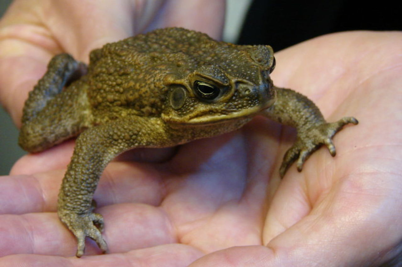 Cane toads approach WA border - ABC News