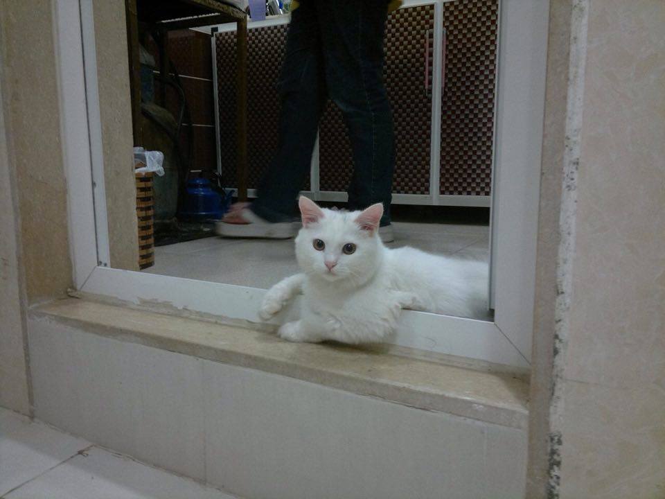 'Refugee cat' Kunkush reunites with Iraqi family after four-month, 4 ...