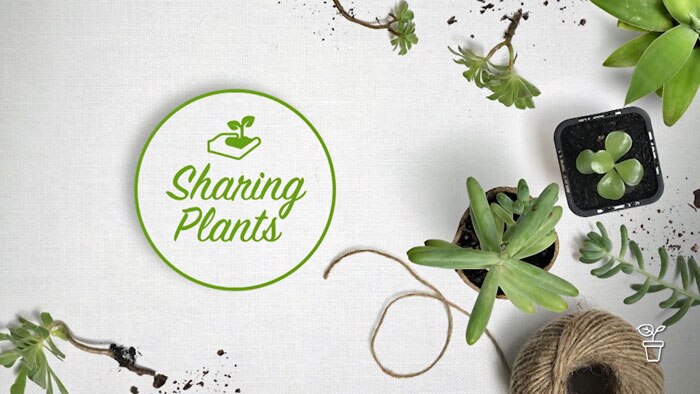 Sharing Plants - Gardening Australia