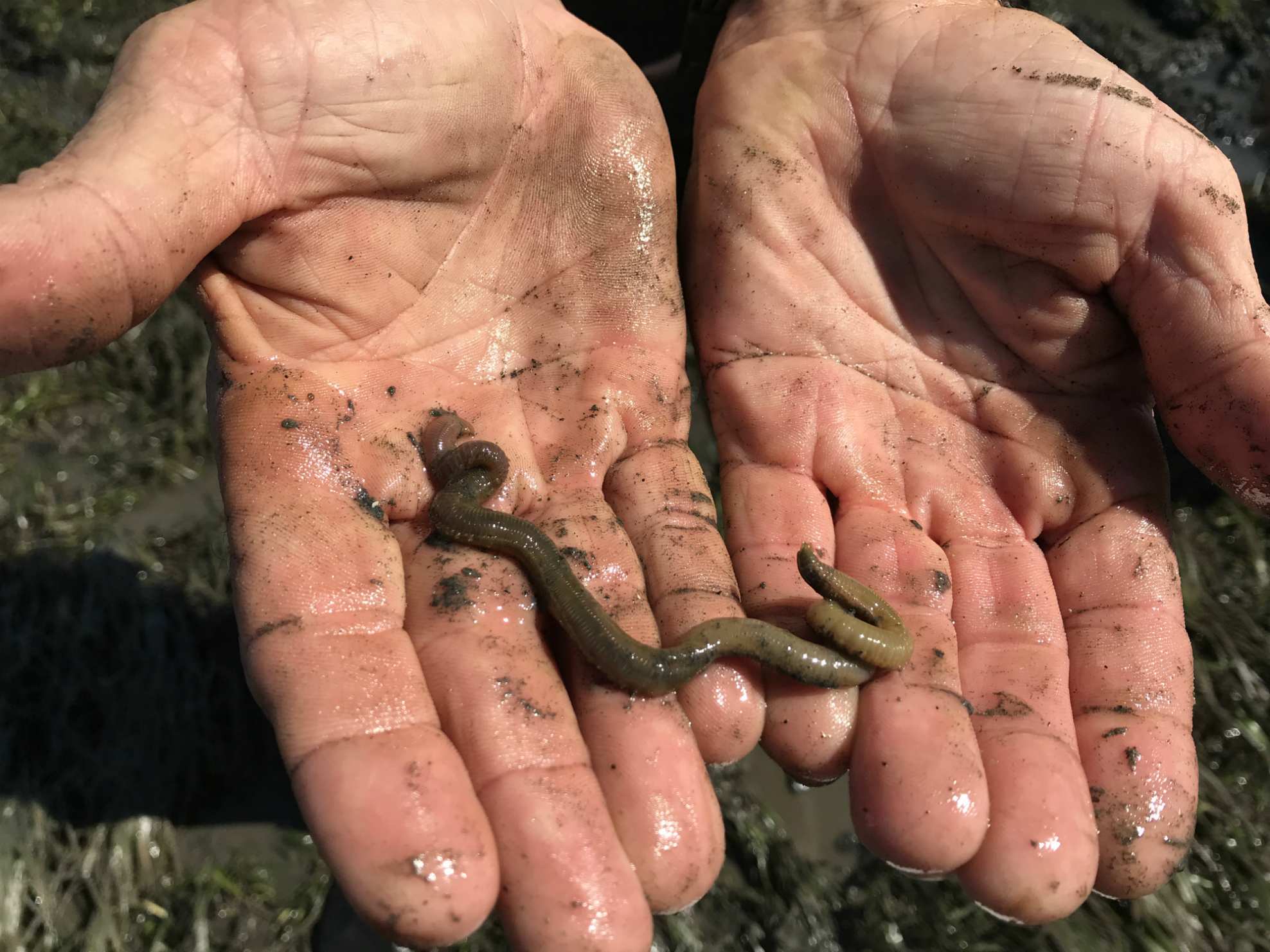Bait businesses left high and dry as south-east Queensland bloodworms ...