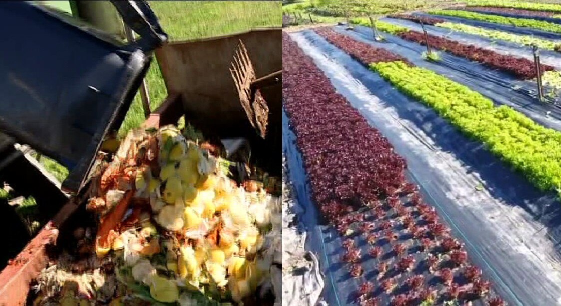 Table scraps recycled to grow fresh produce - ABC News