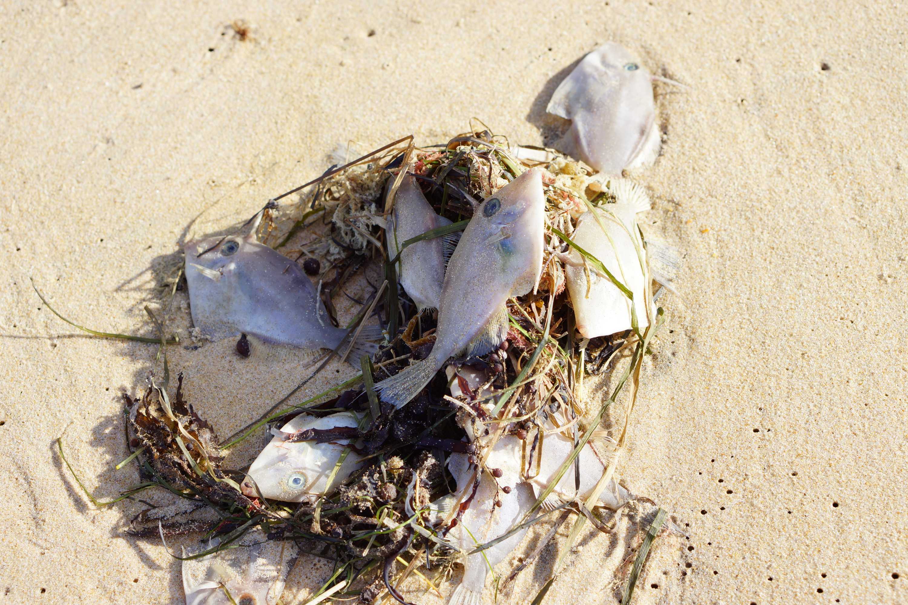 Marlo - 3888 - Location - ABC News