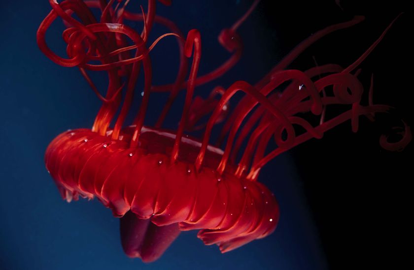 Scientists find bizarre creatures of the deep - ABC News