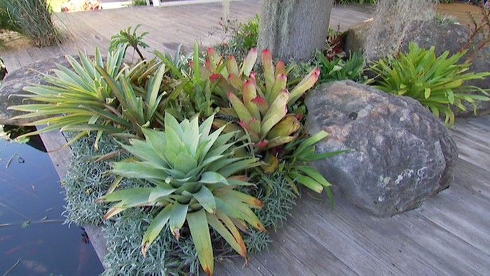 Ripper Idea: Pool to Garden Bed - Gardening Australia