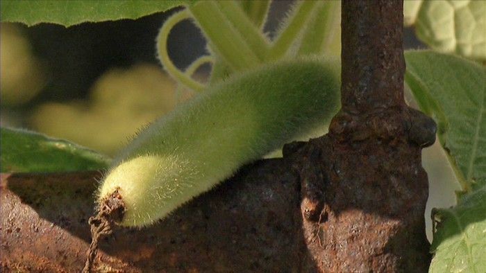 Plant Profile | New Guinea Bean - Gardening Australia