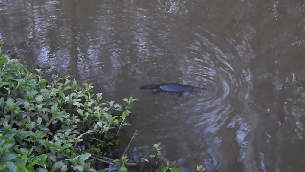 A platypus swimming in a creek in Darra. - ABC News