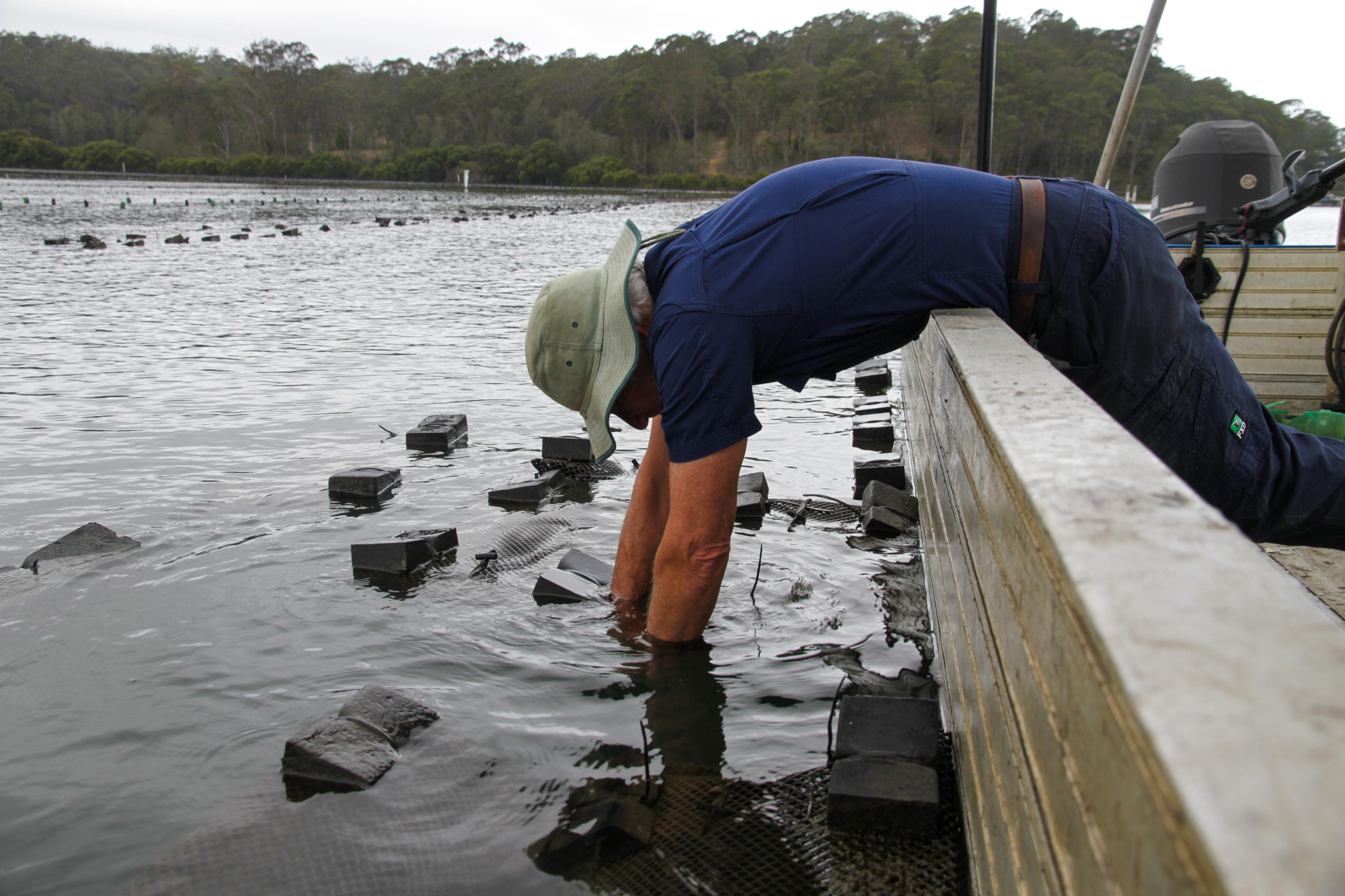Wet storage tanks a popular choice for NSW South Coast oyster farmers ...