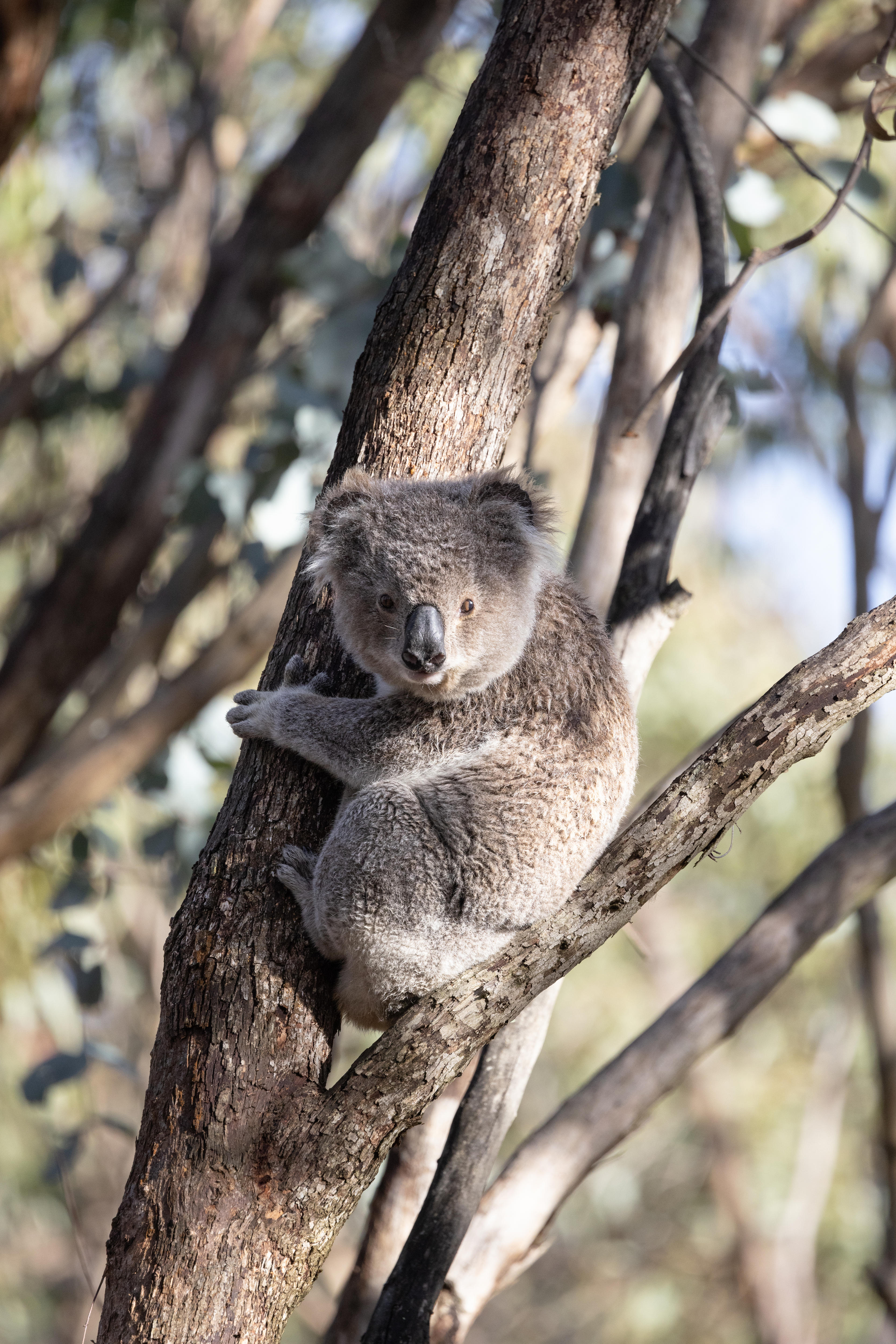 ACT has first confirmed wild koala sighting in three years in Canberra ...