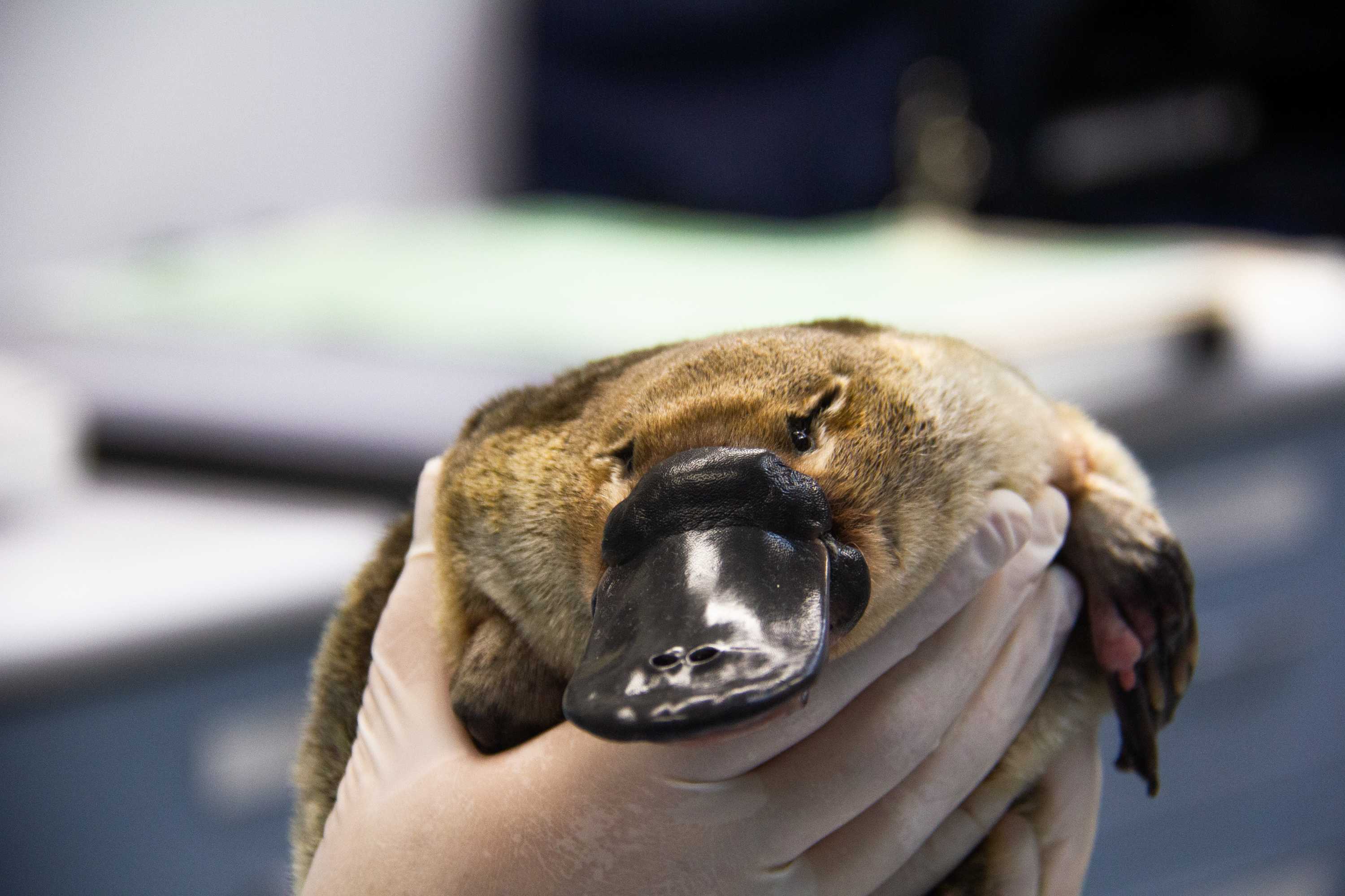 Australian Animals Platypus